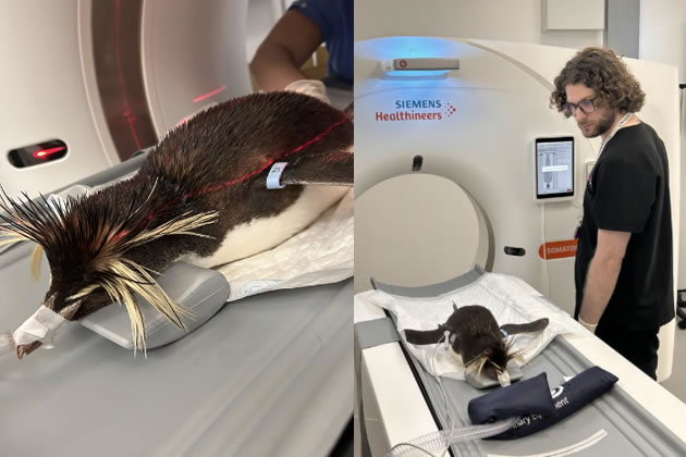 Wobbly Penguins Treated at Chancellors Road Animal Hospital